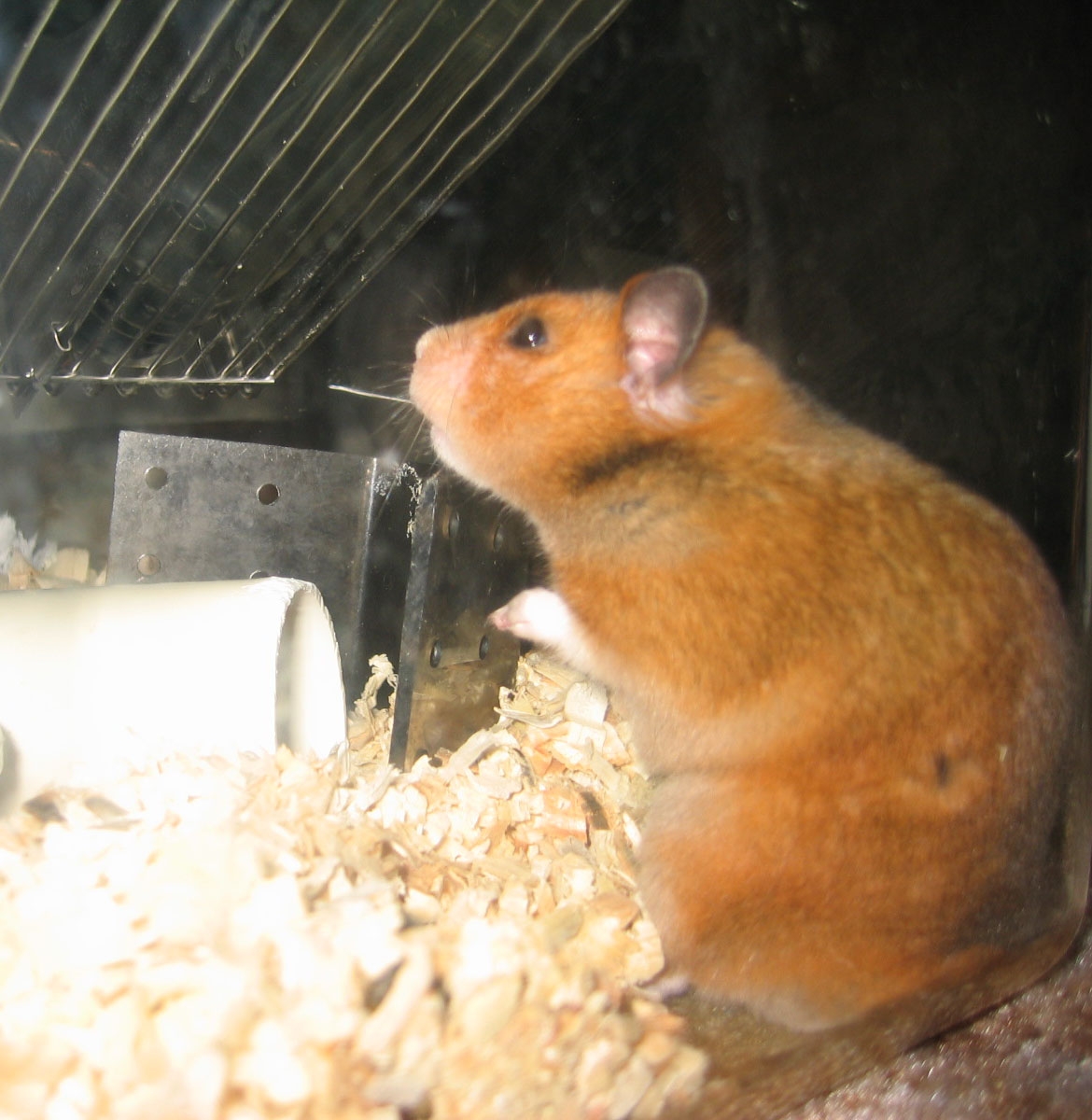 Hamster animal research – Speaking of Research