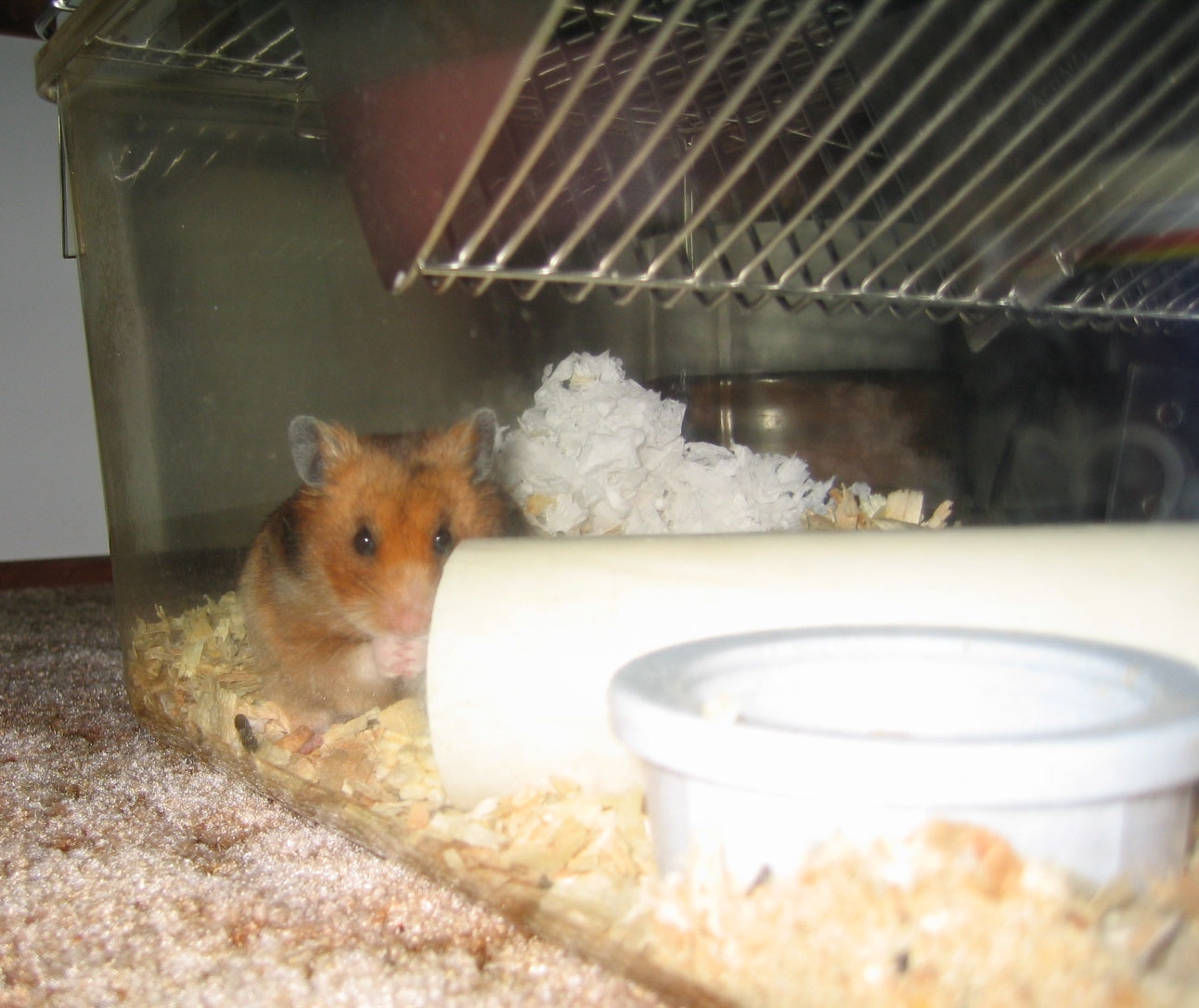 Let’s show the world what animal research looks like! – Speaking of ...