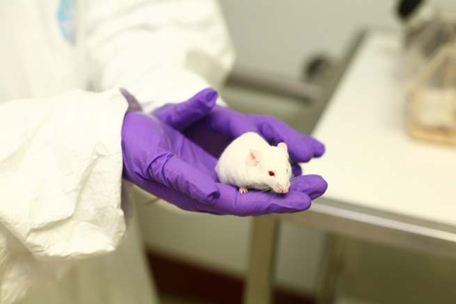 Speaking of Research – Improving understanding about Animal Research ...