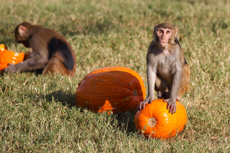 National Primate Centre shows off its monkeys – Speaking of Research