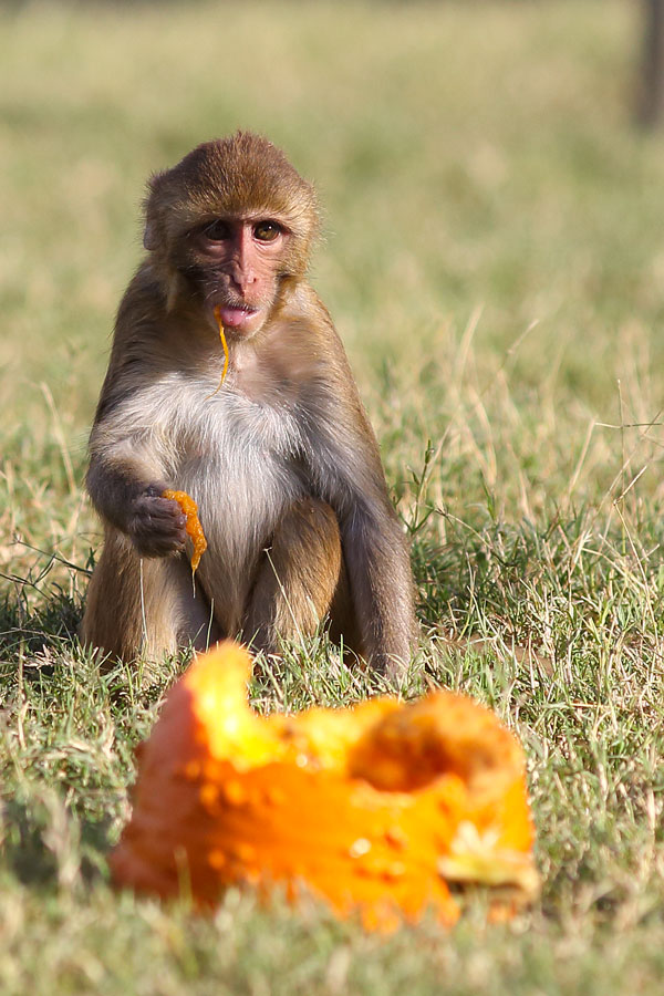 National Primate Centre shows off its monkeys – Speaking of Research