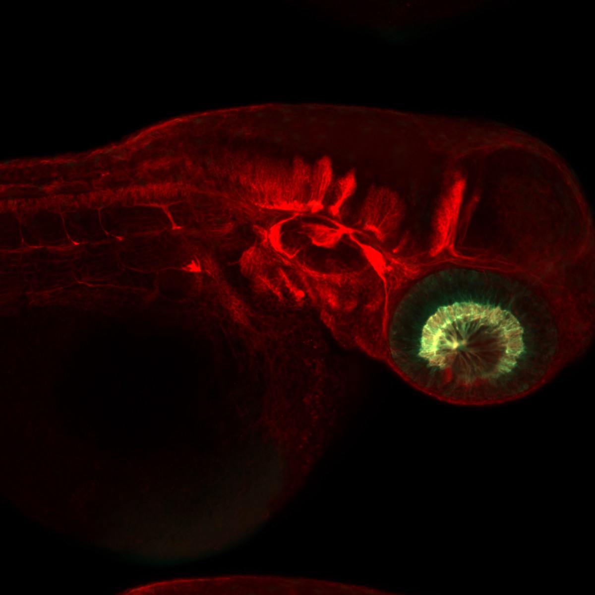 Zebrafish Embryo Drawing 3: Stages In Early Embryonic Zebrafish