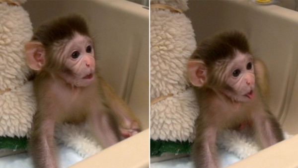 Announcement About NIH Monkey Research Leaves Unanswered Questions ...