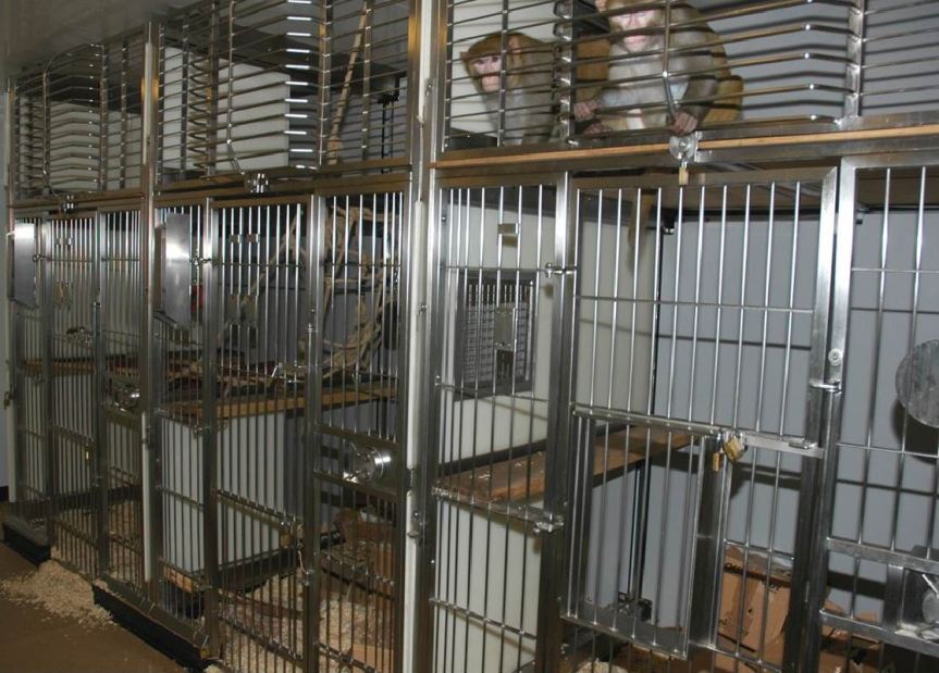 How animal enclosures are designed to meet the needs of laboratory ...