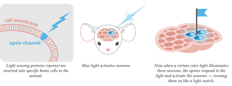 New advances in optogenetics a key step towards treatment of ...