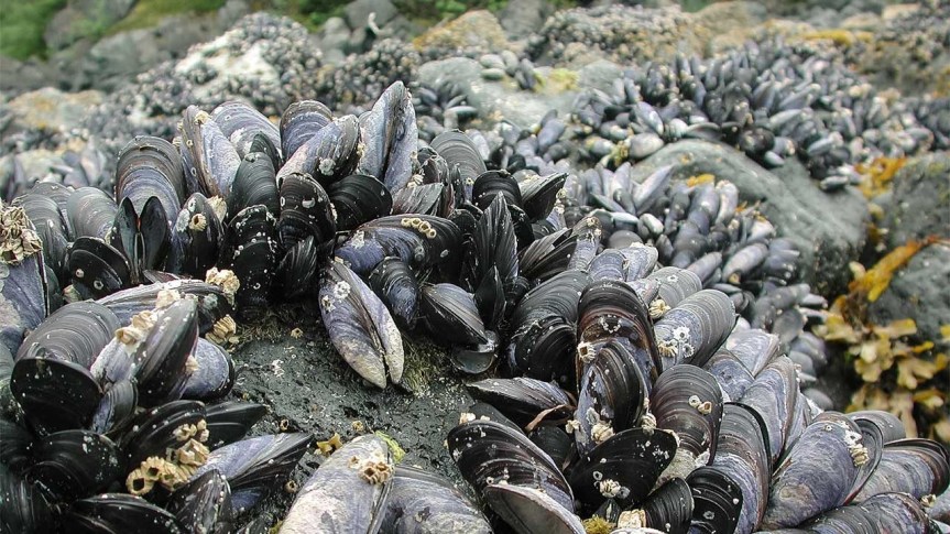 Biodiversity helps medical research: Clams and cancer, mollusks and ...